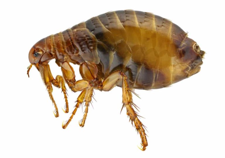 Signs of Fleas in House – How to Know If You Have Fleas – Can You See ...