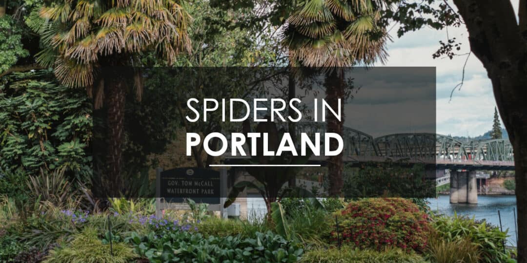Spider Extermination in Portland, OR | Aspen Pest Control