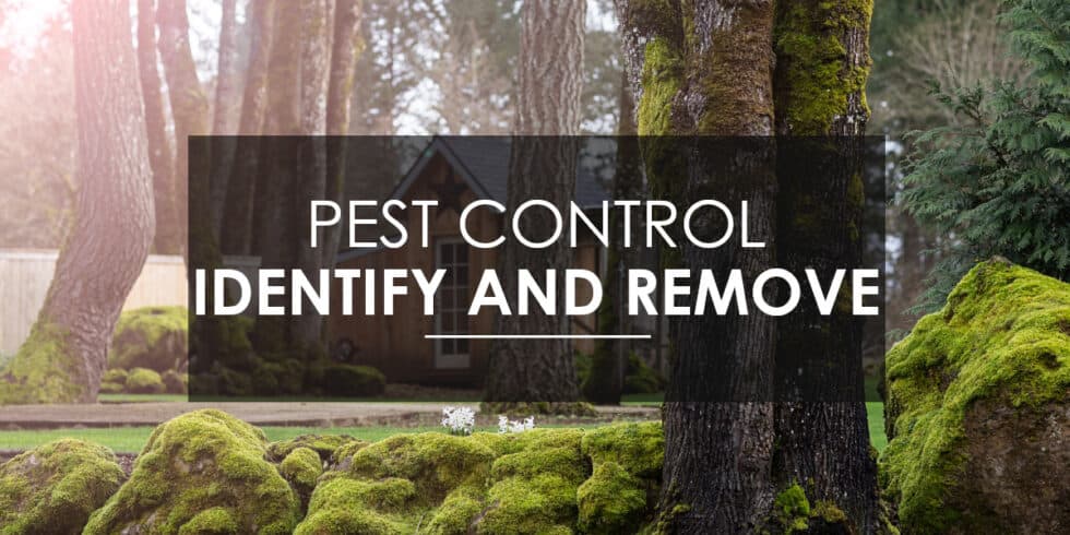 Pest Control: Identify and get rid of pests in your home | Aspen Pest ...