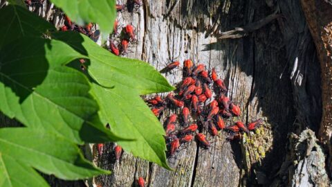 6 Facts to Identify an Infestation - What Trees Do Boxelder Bugs Like ...