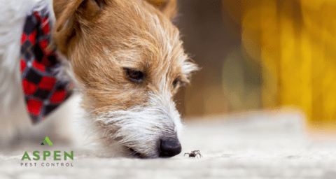 What Bugs are Toxic to Dogs? Are There Bugs That Are Toxic to Cats? Bug ...