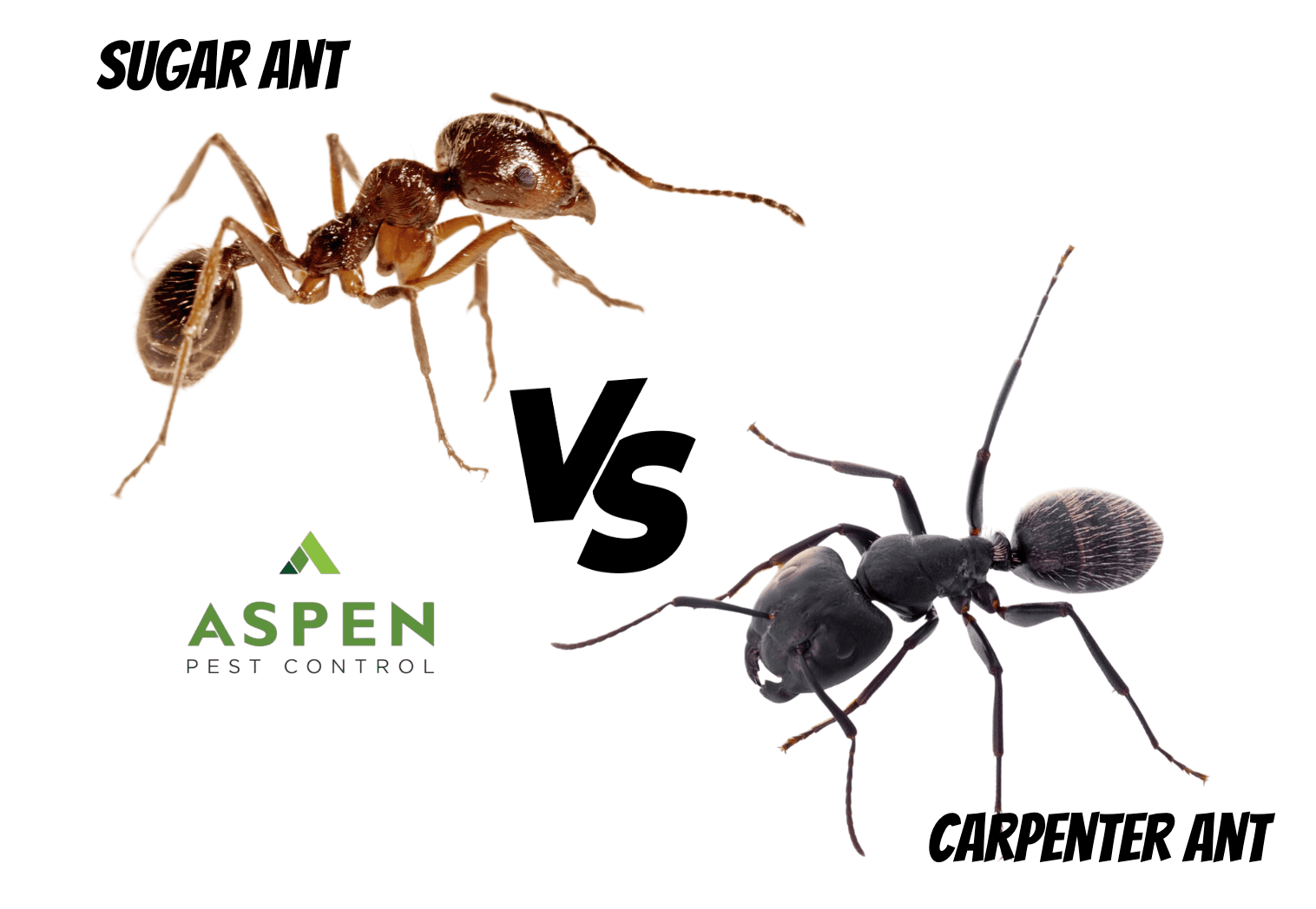 What’s the Difference Between Sugar Ants vs Regular Ants?